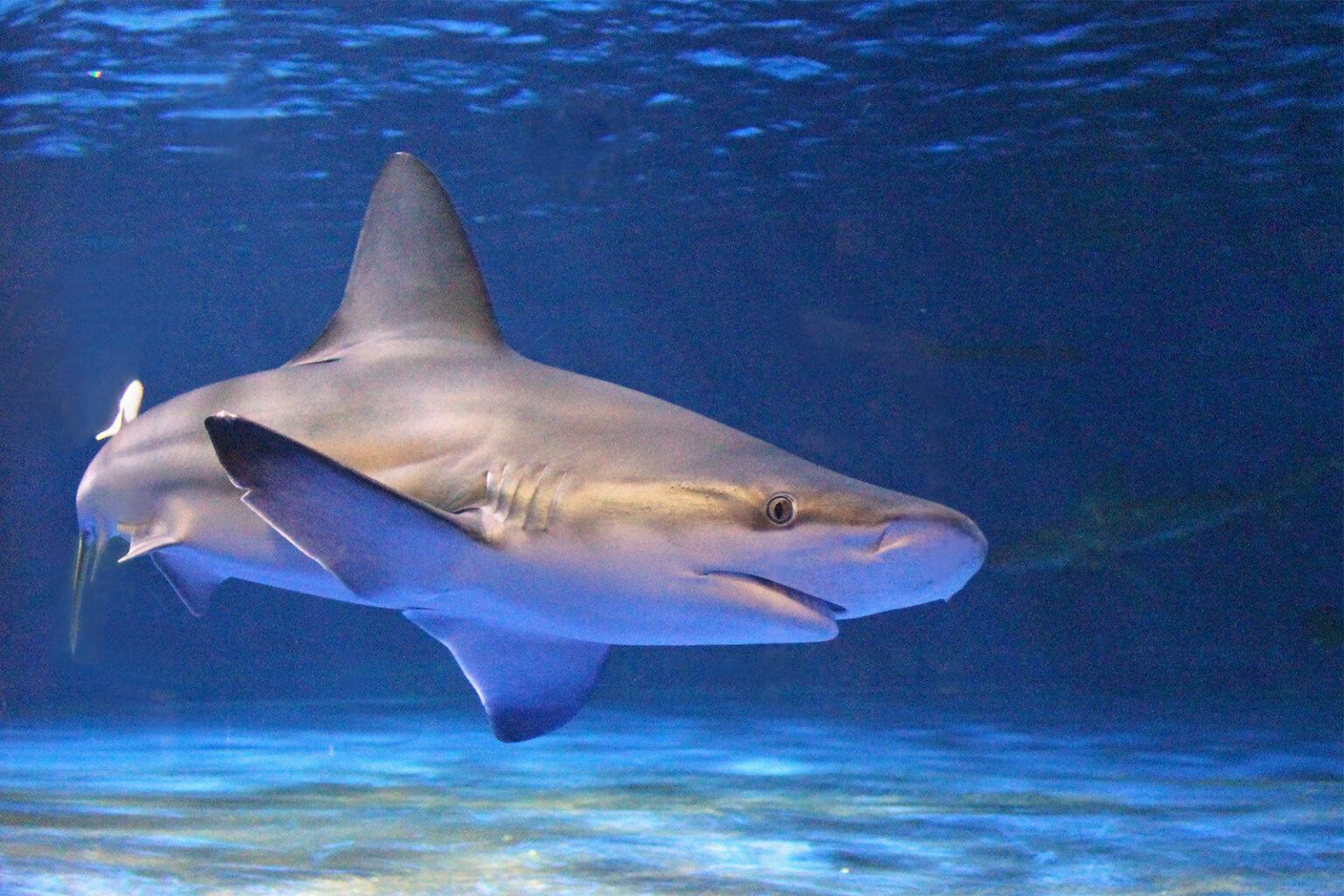 Family Fun Weekend - Visit Norwalk